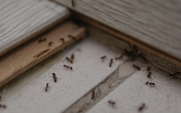Complete Guide to Pest Control in Orange: Safe and Healthy Home