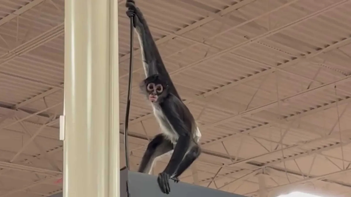 Spider Monkey Swings Through Spirit Halloween