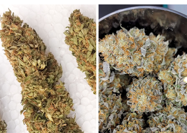 Top Weed Seed Strains for Indoor vs. Outdoor Growing: A Comprehensive Guide