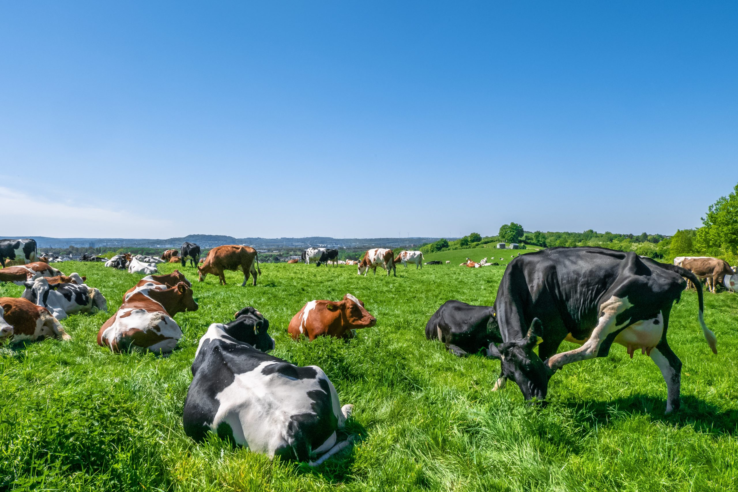 Remote Cow Health Tracking: Bringing Efficiency to Dairy Operations