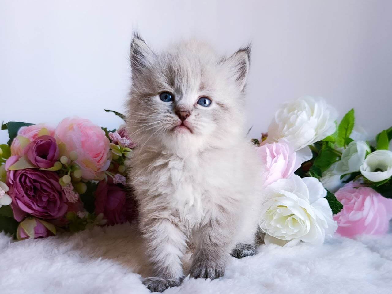 Here’s What Popular TV Cats Reveal About Their Real-Life Breeds
