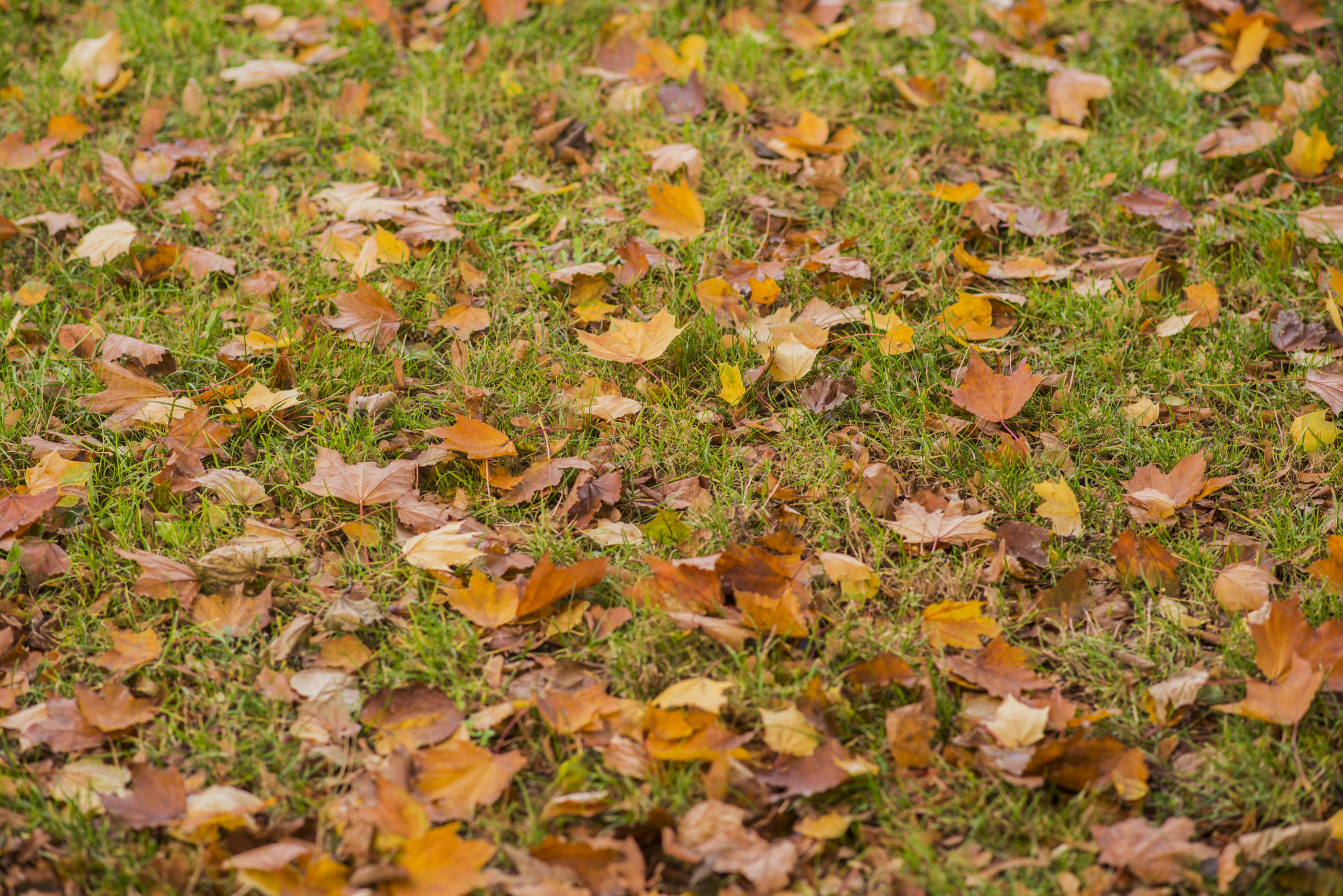 How to Maintain a Clean Yard When the Leaves Won’t Stop Falling
