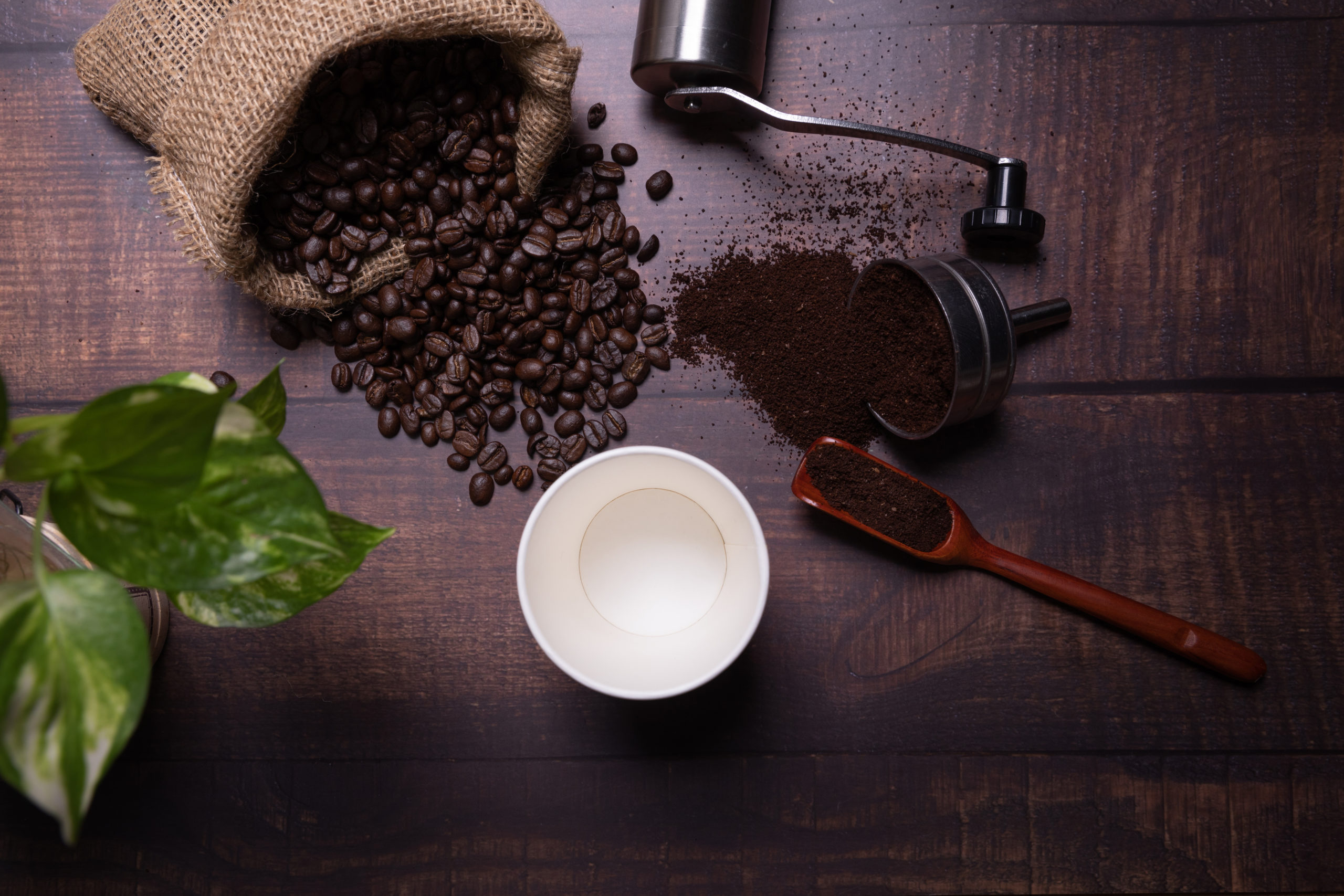 Host a Kopi Luwak Tasting at Home: A Simple Guide to Picking the Right ...