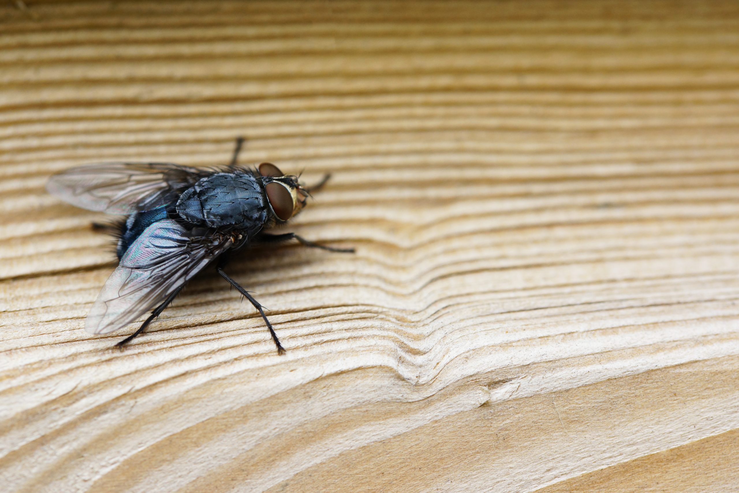 5 Common Mistakes To Avoid When Using A Drain Fly Killer At Home