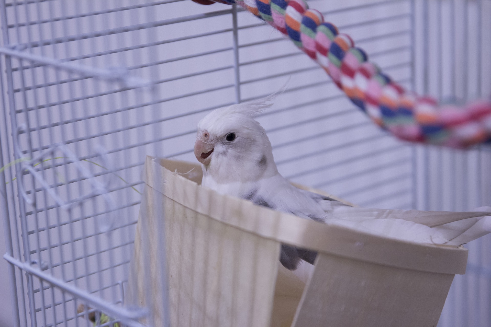 Buy Cockatiels Online: Your Complete Guide to Choosing a Hand-Raised Pet