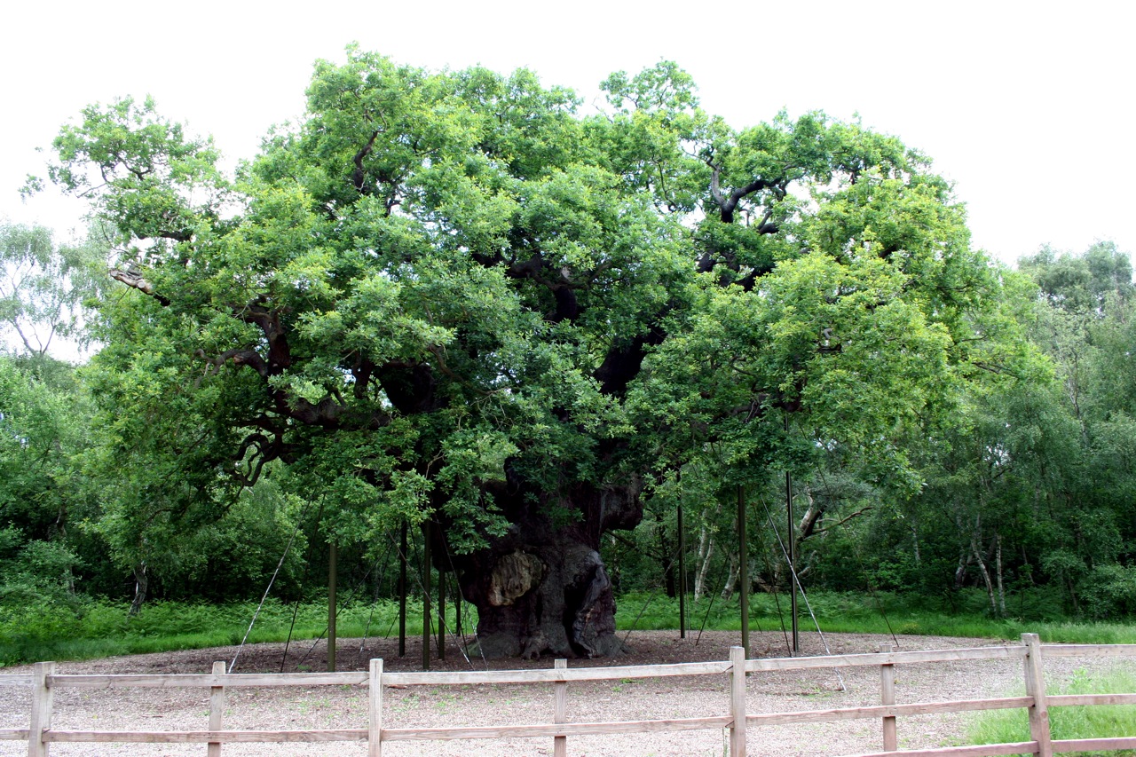 England's Major Oak, the Tree of Robin Hood Legend, Has Died